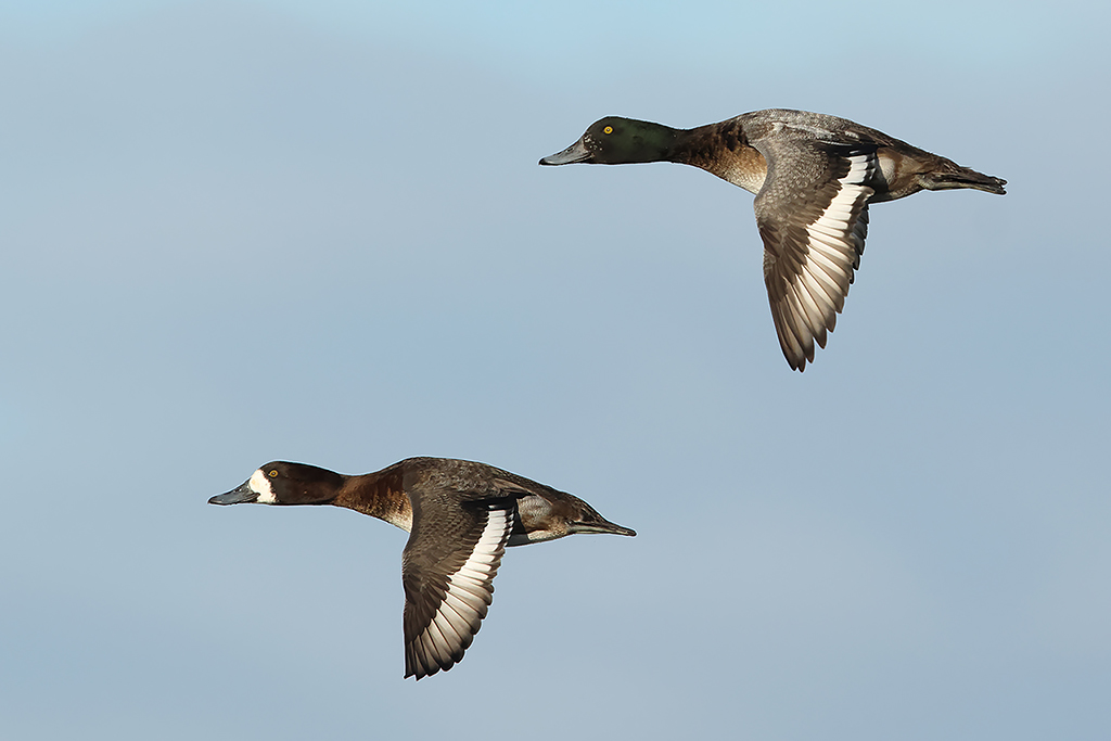 Birds in Flight – ID guide