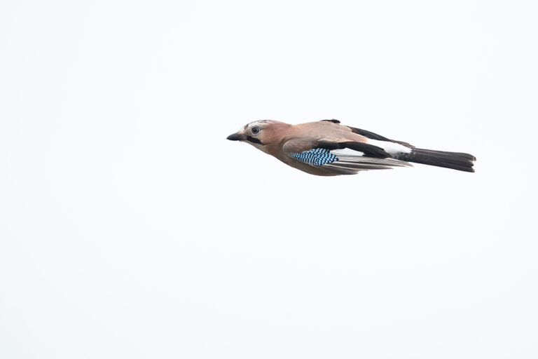 Birds in Flight – ID guide